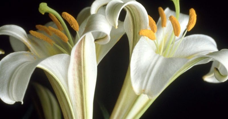 BİTKİLER ALEMİ: AKDENİZ İKLİMİ ÇİÇEK TÜRLERİ BÖLÜM 4