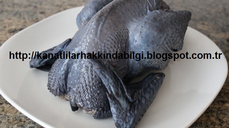 Tavuklar ve Kanatlılar Hakkında Bilgi Alma: Ayam Cemani - Siyah Tavuğun ...