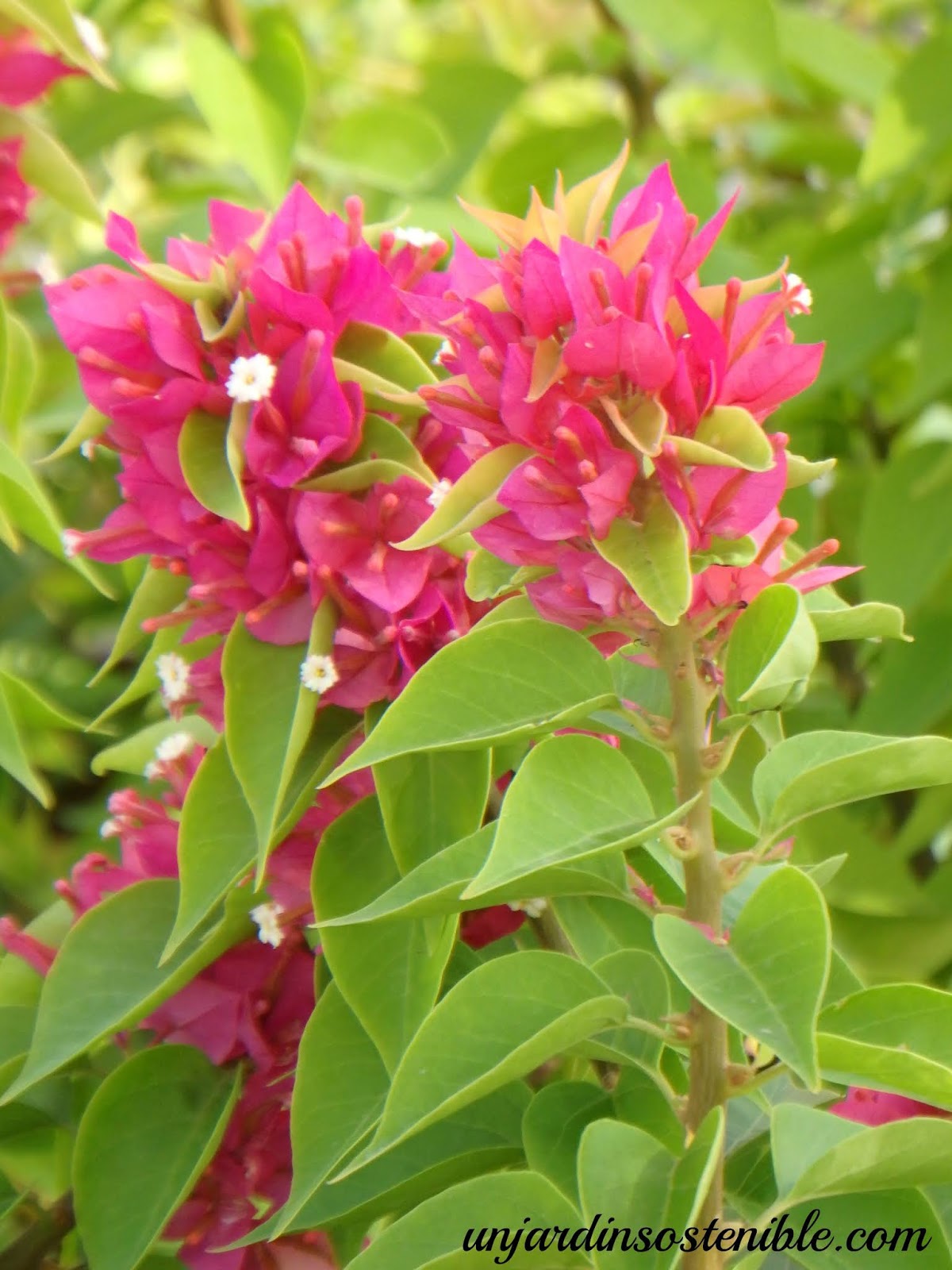 Bougainvillea mini thai (Buganvilla mini)