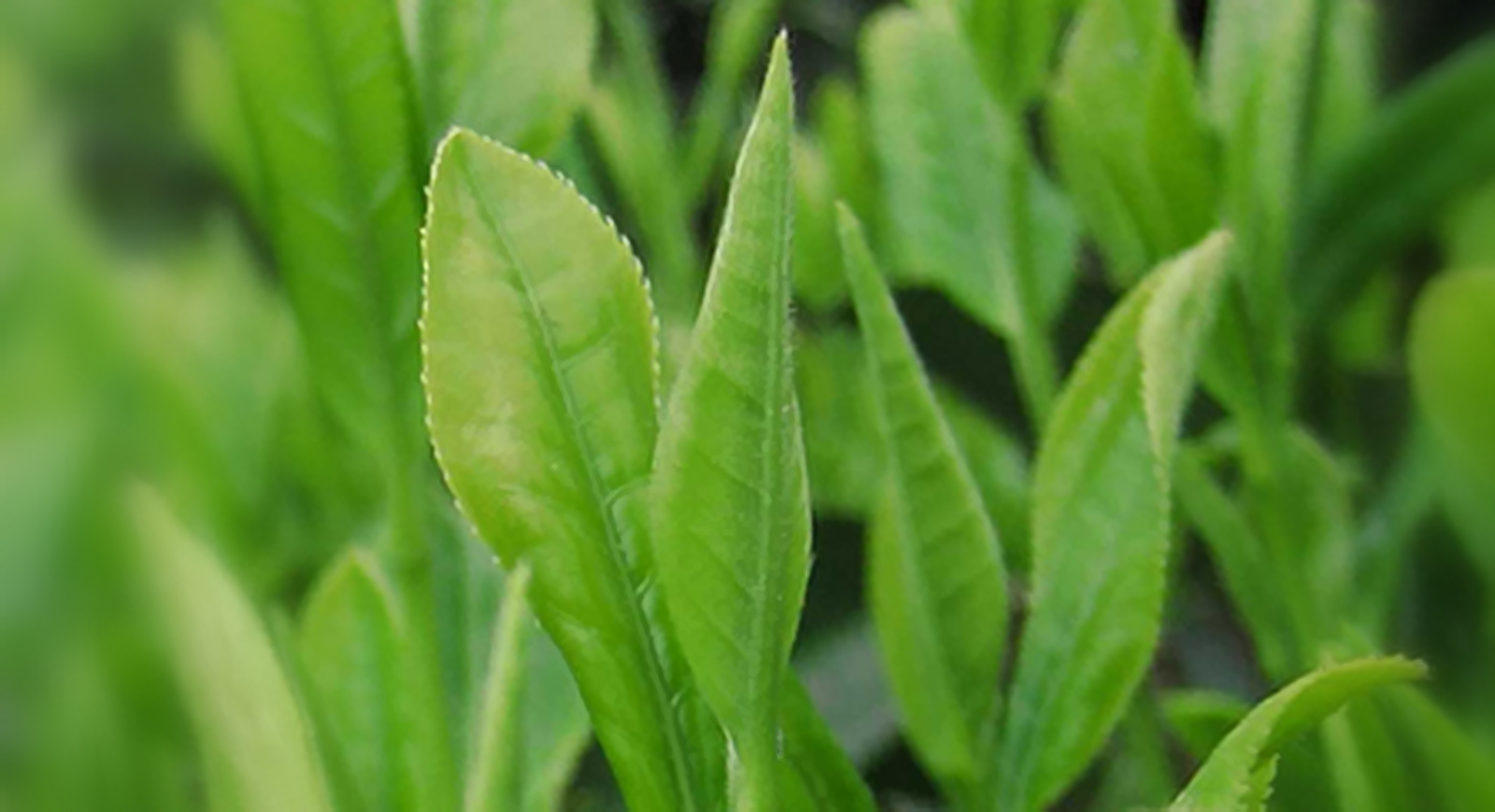 Manfaat Sehat dari Daun Teh (Tea Leaves) ~ UniksPos