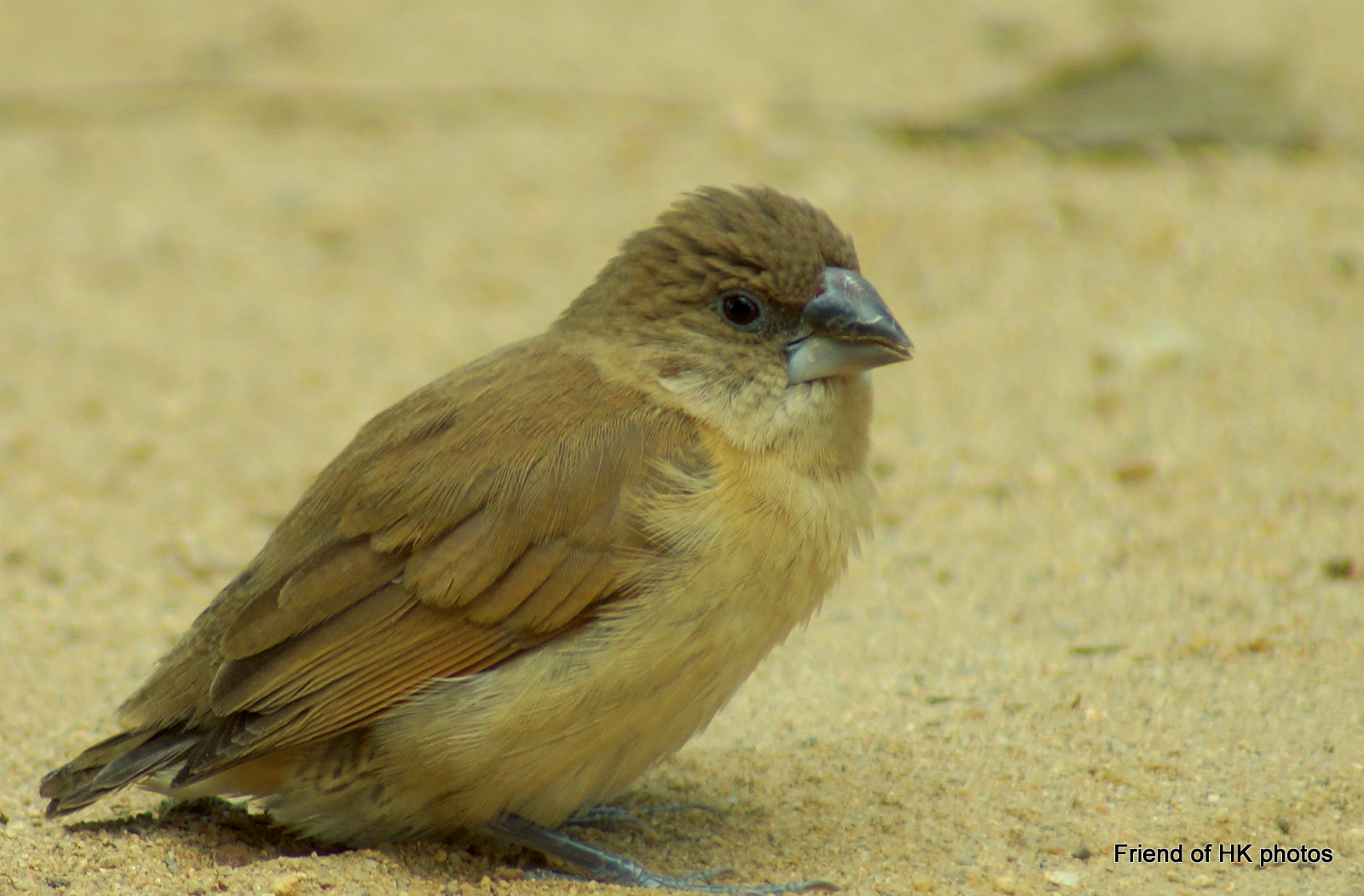 Photographic Wildlife Stories in UK/Hong Kong: Scaly-breasted Munia Closeup