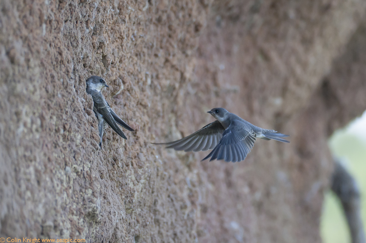 Postcards from Sussex: Sand Martins in flight
