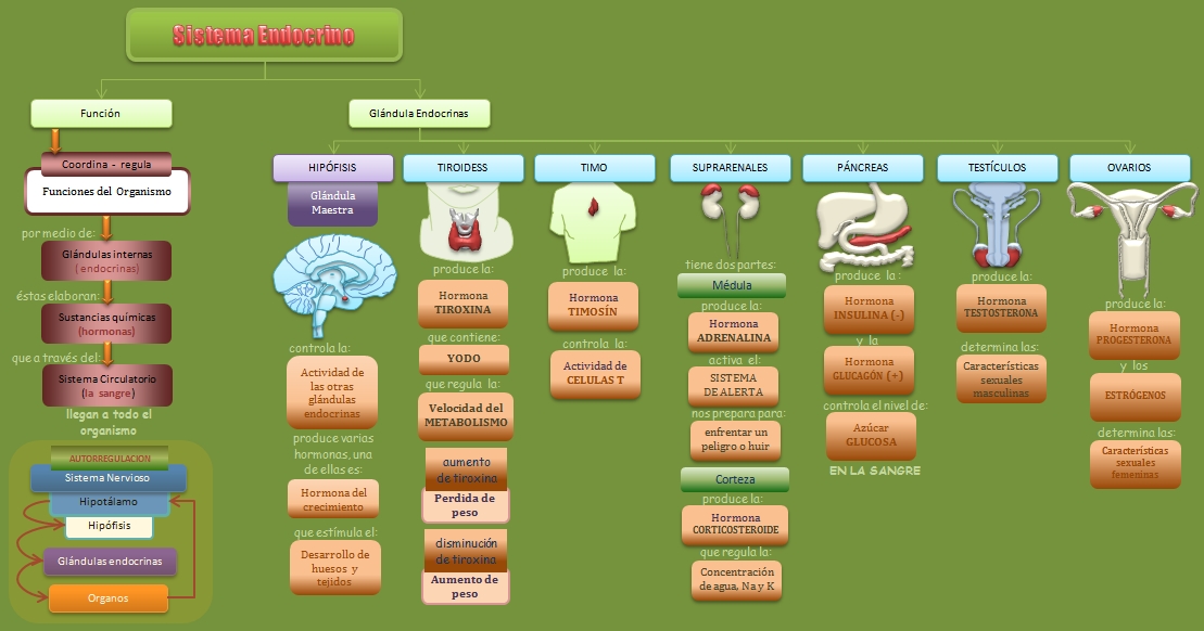 BLOG RECONOCE LAS ESTRUCTURAS Y FUNCIONES COMPLEJAS DEL CUERPO HUMANO ...