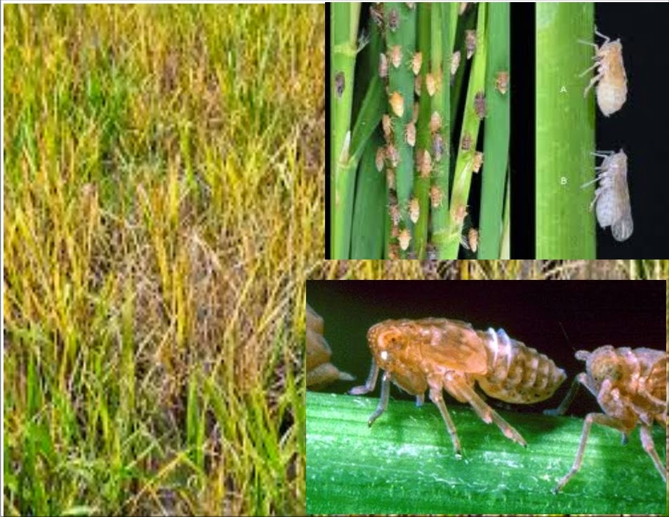 Bolo Tani: MENGENDALIKAN HAMA WERENG COKLAT
