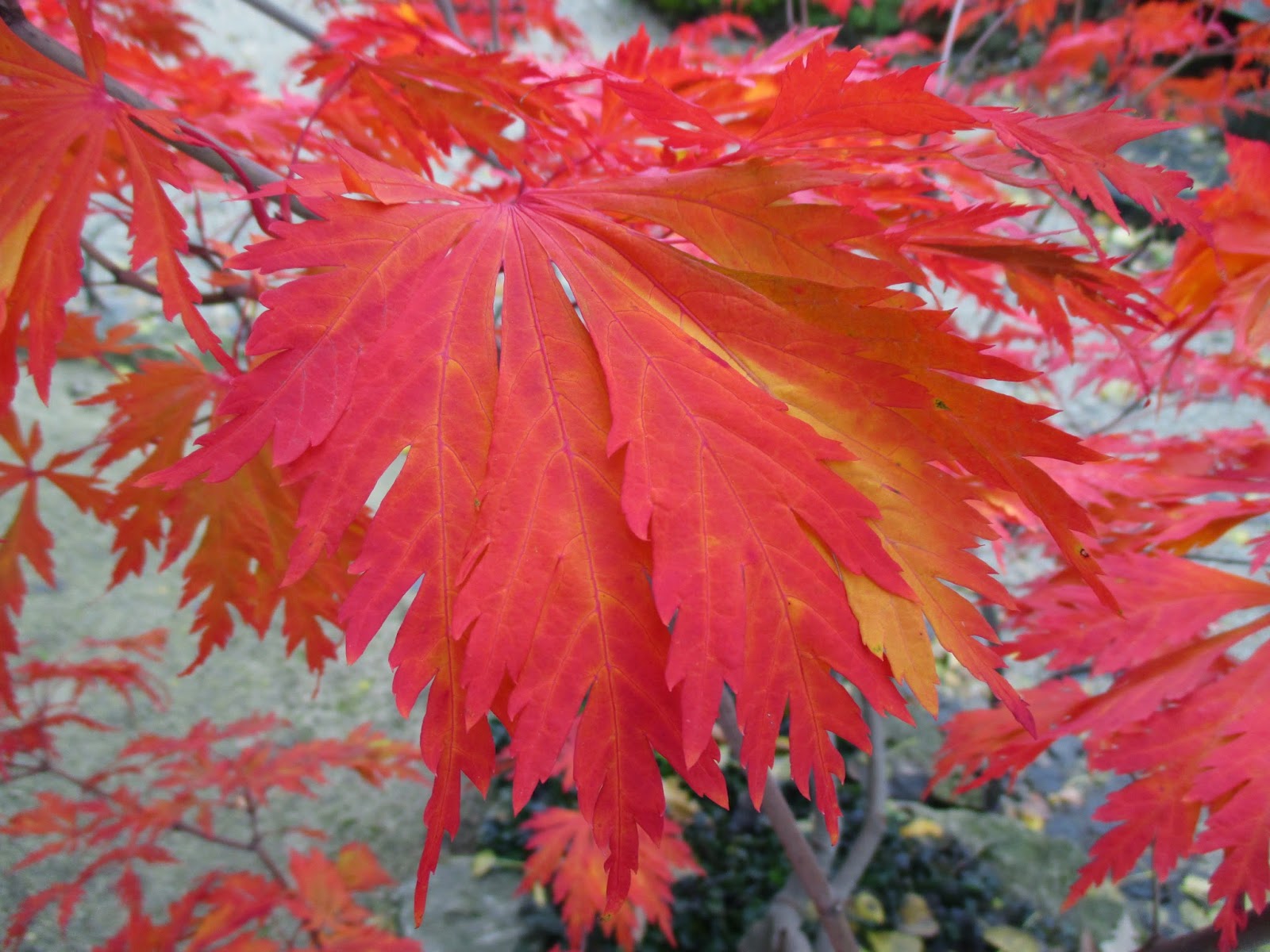 Rotary Botanical Gardens - Hort Blog: Super Fall Color