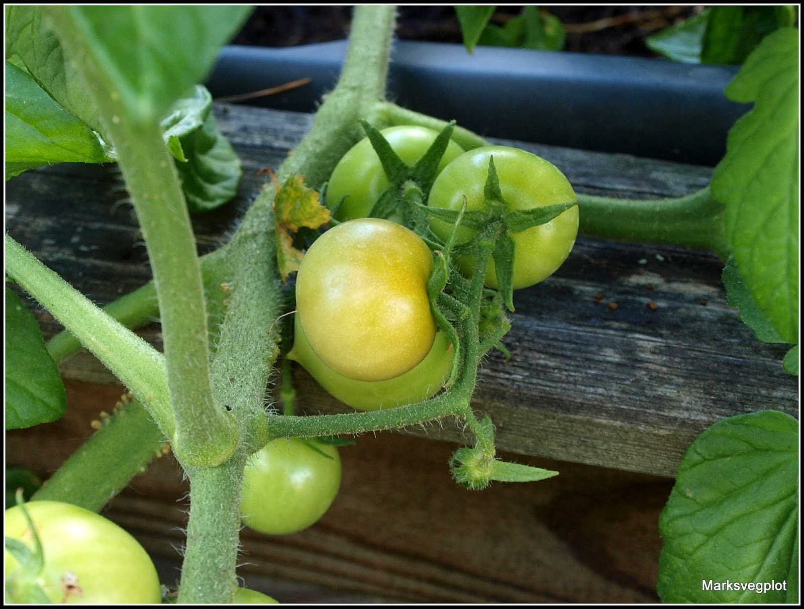 Mark's Veg Plot: A technique for growing trailing tomatoes