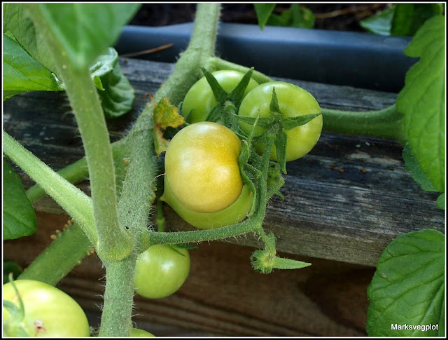 Mark's Veg Plot: A technique for growing trailing tomatoes