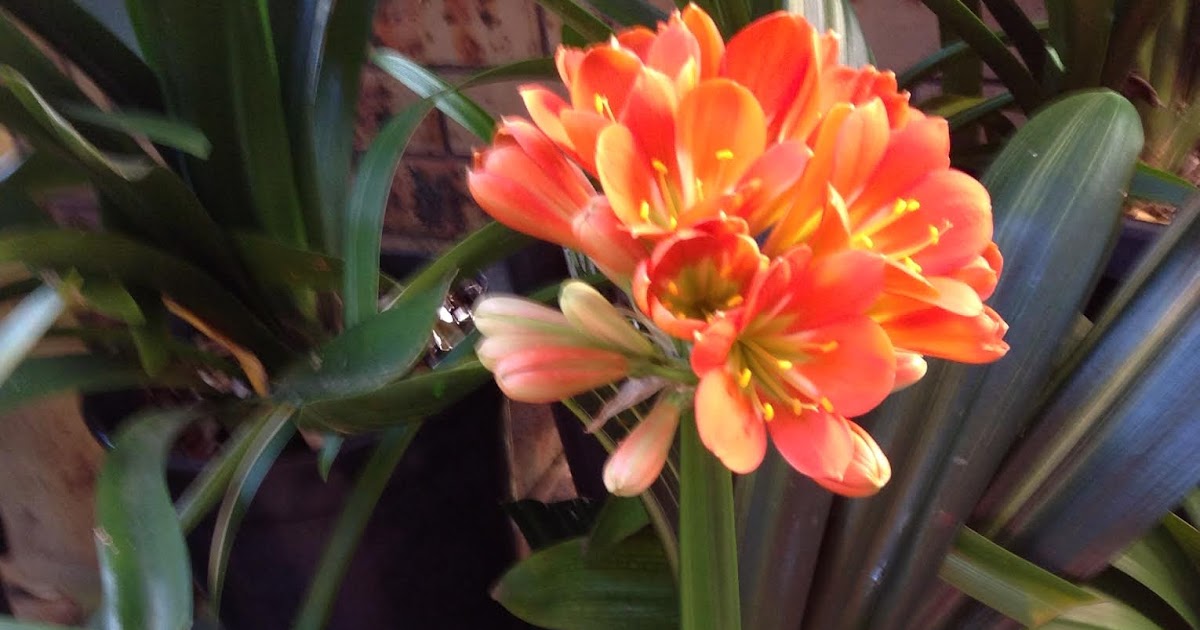 Clivias in Colour, Central Coast, NSW, Australia: The latest 2018-19 ...