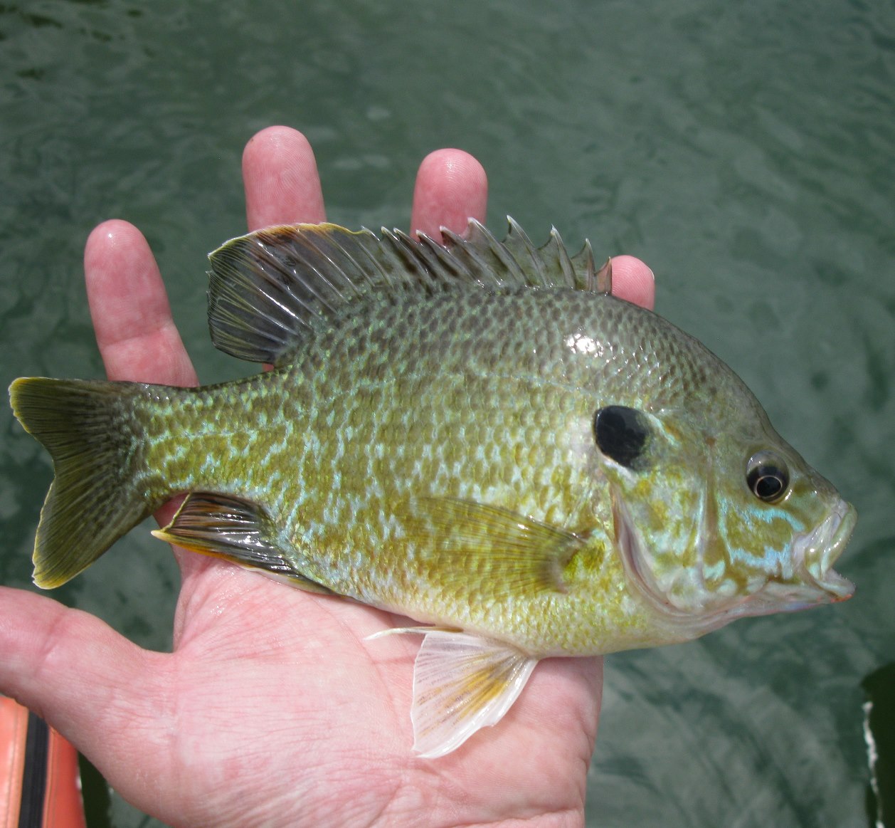ColoradoCasters: Hello Panfish!