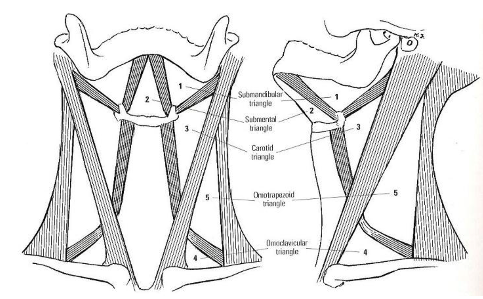 Med Student Cooks: Superficial Muscles & Muscle Triangles of the Neck