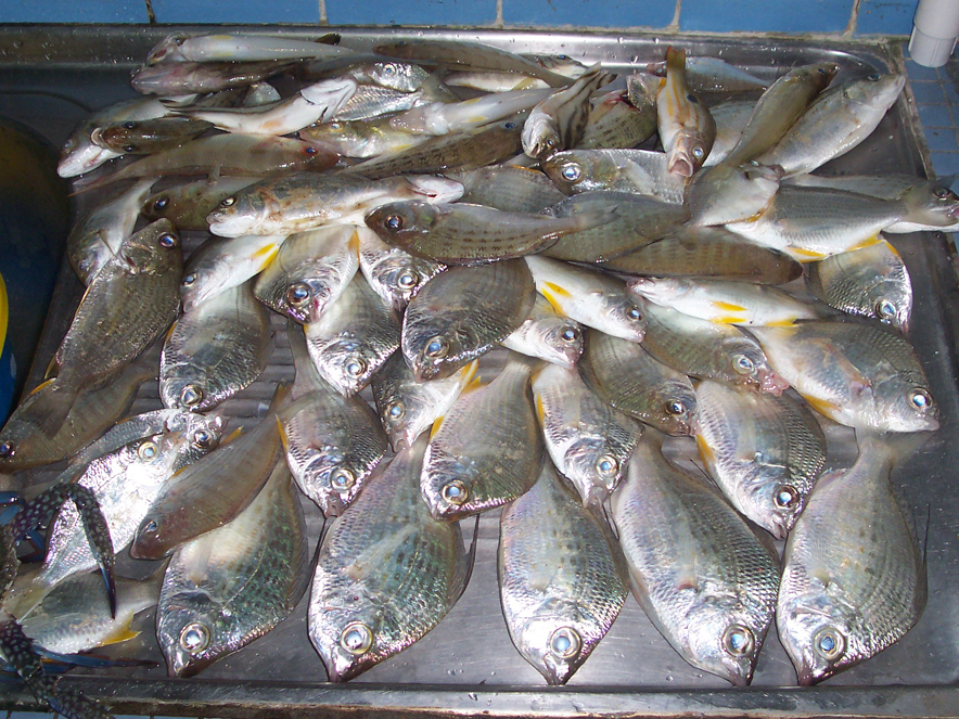 170108 Ikan tapah sungai Belait