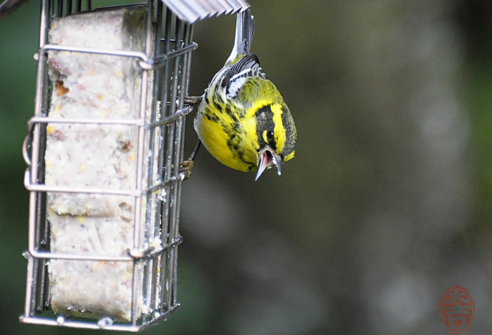 Oregon Backyard Birds, etc.: Townsend's Warbler