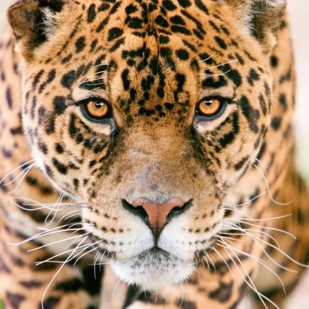 daily timewaster: The Predator's Stare