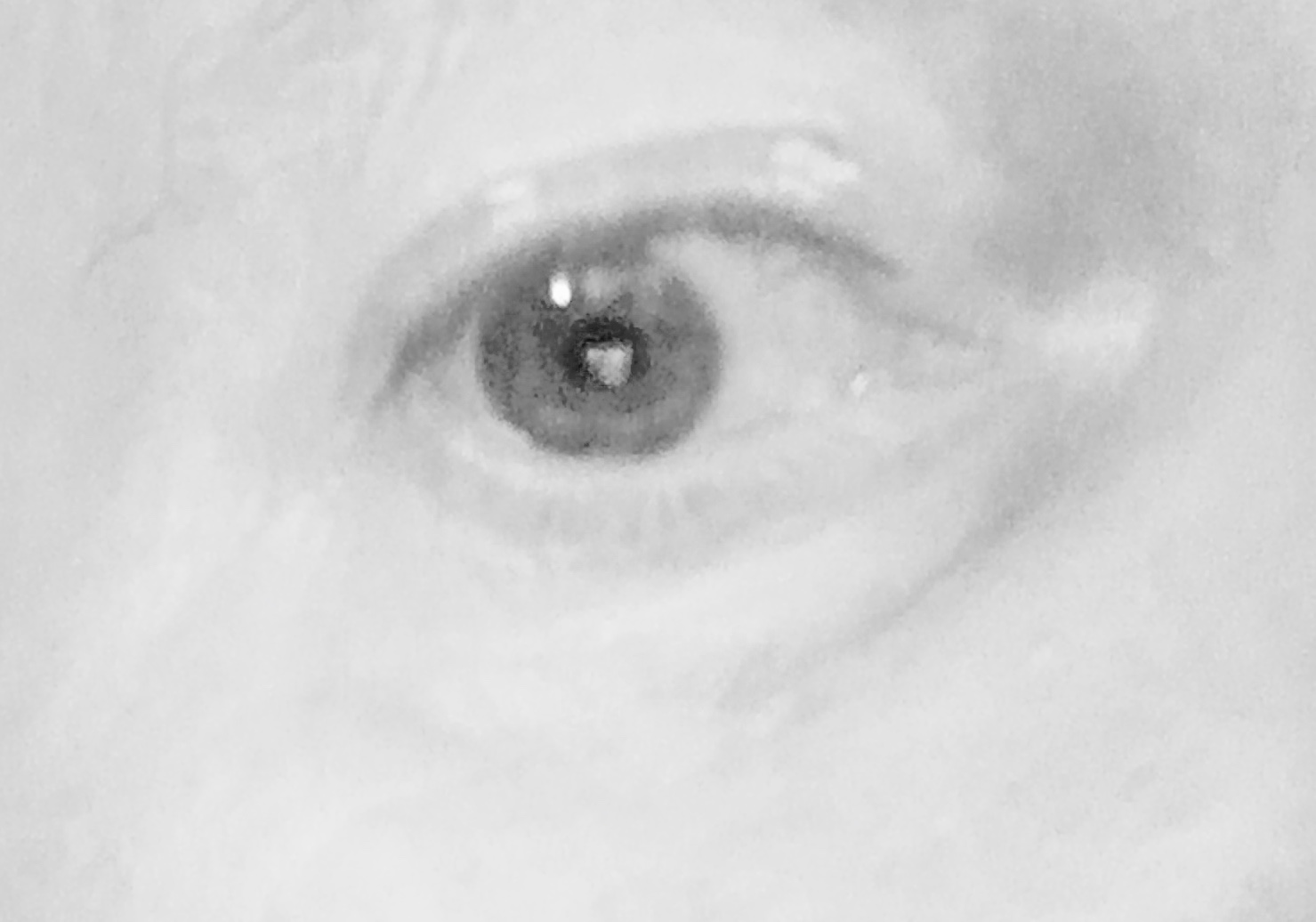 THE SWAN IS THE HOLLY GRAIL – Ultimate High-Fidelity