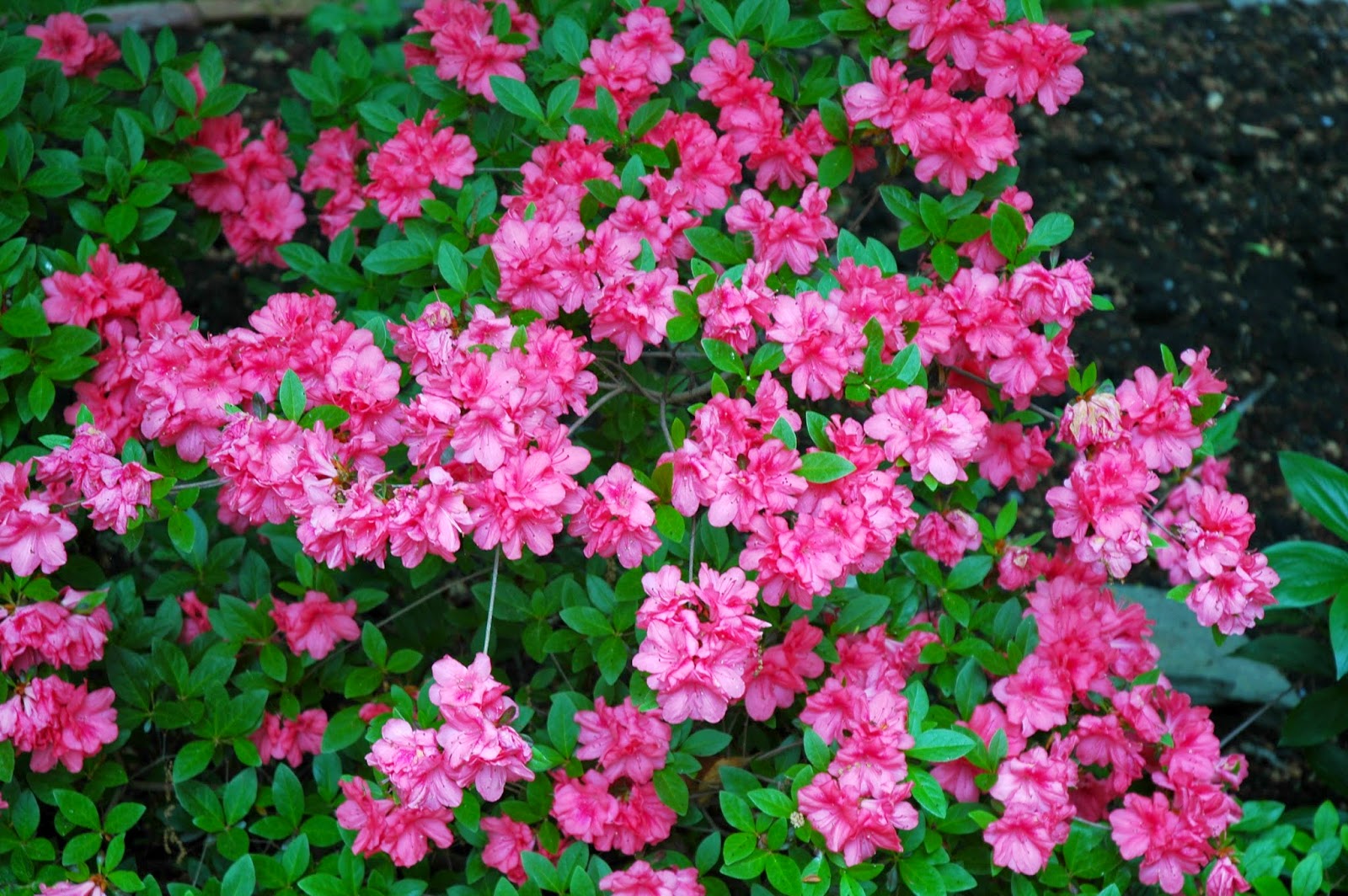 Tin Roof Gardens: Early May Profusion of Color