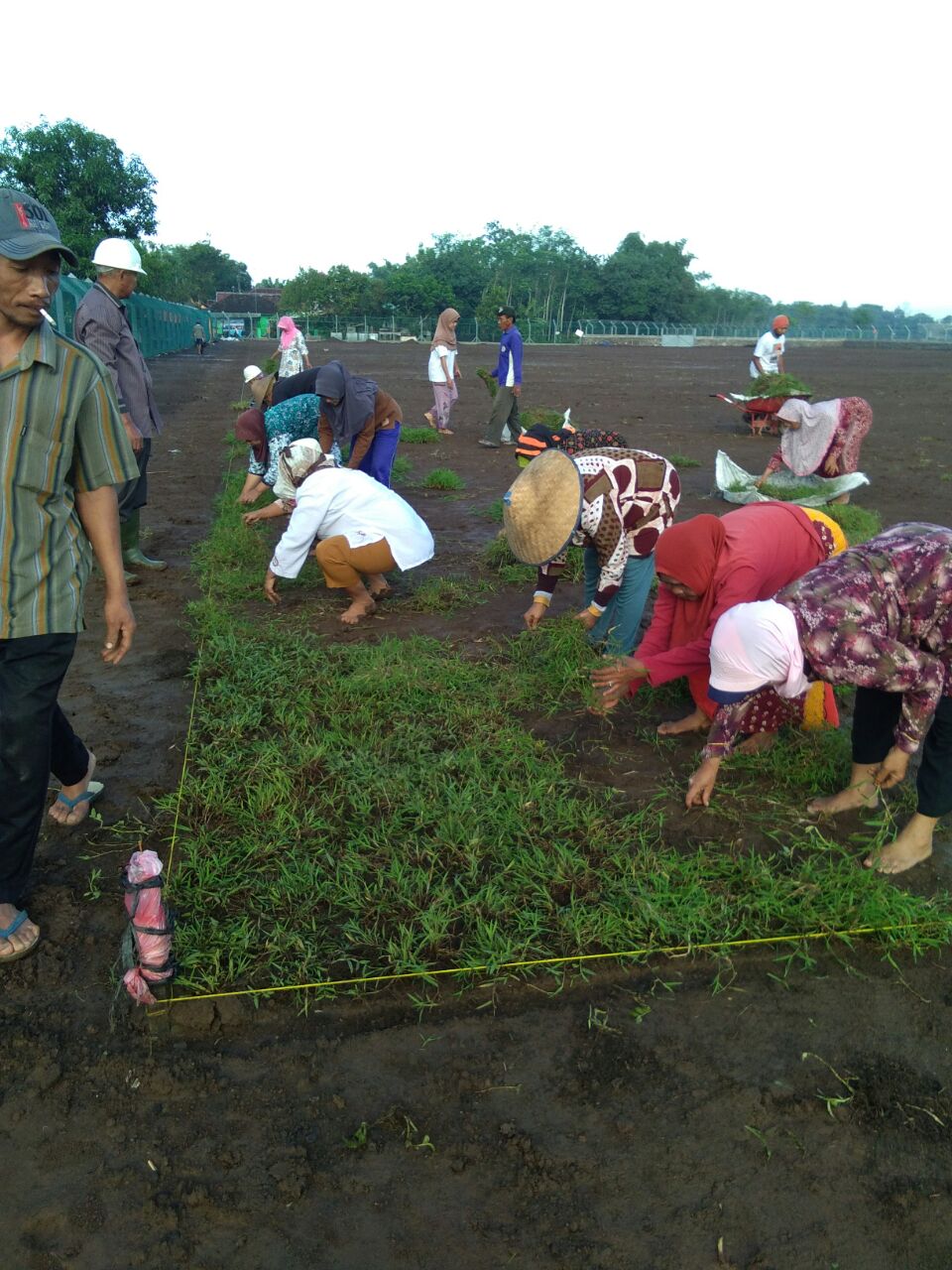 Rumput lamuran untuk konsumen di pasuruan jawa timur Oktober Tahun 2023 ...