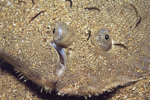 Lo Que La Ciencia Esconde: El increíble caso de los peces planos