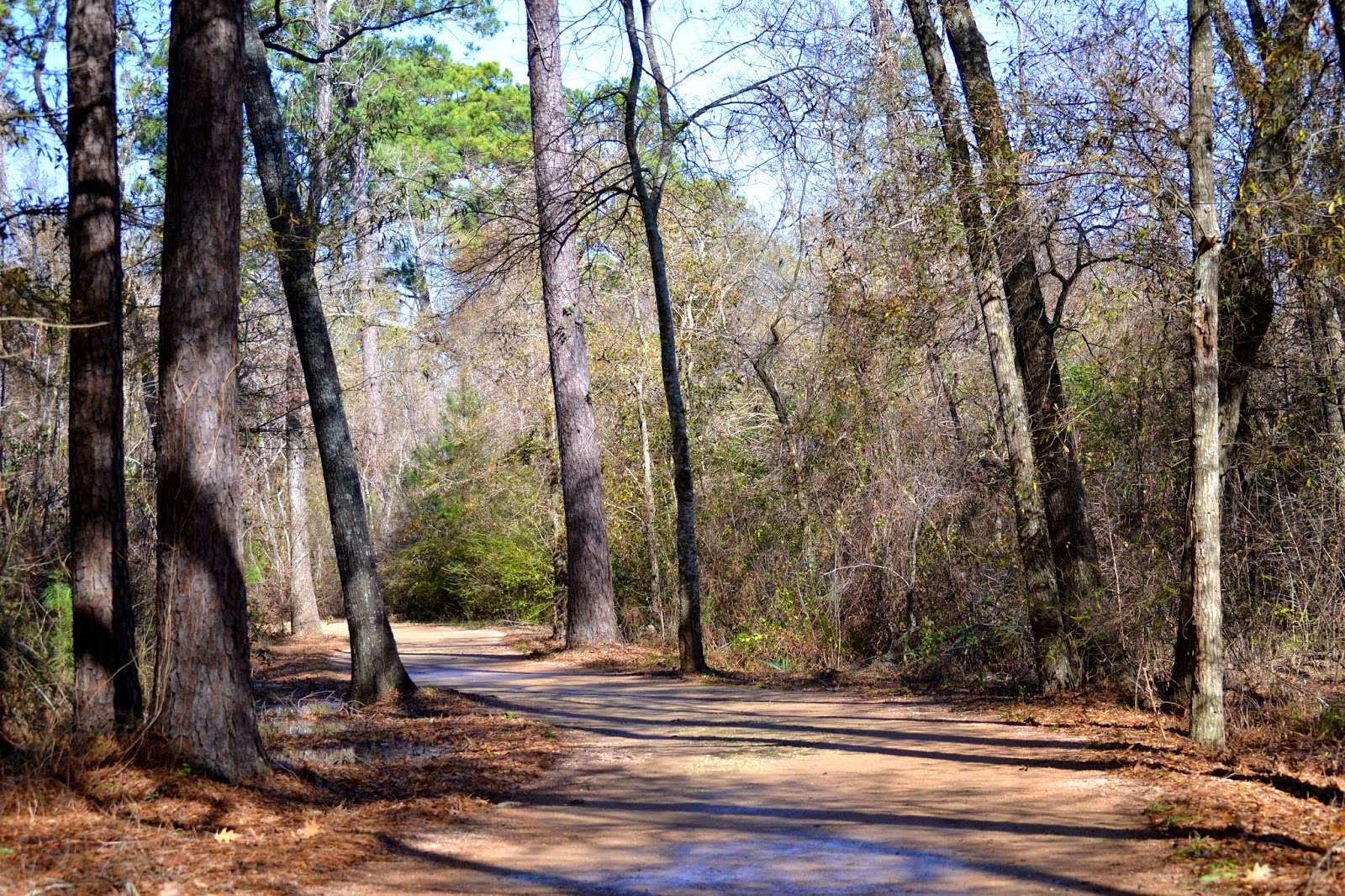 Along Slap Out Gully: The wide, clean trails of Jenkins Park