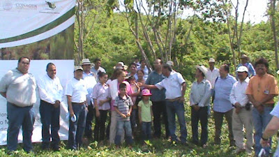 ZihuacostaS ...........: Iniciaron reforestación en el Parotal por el caso