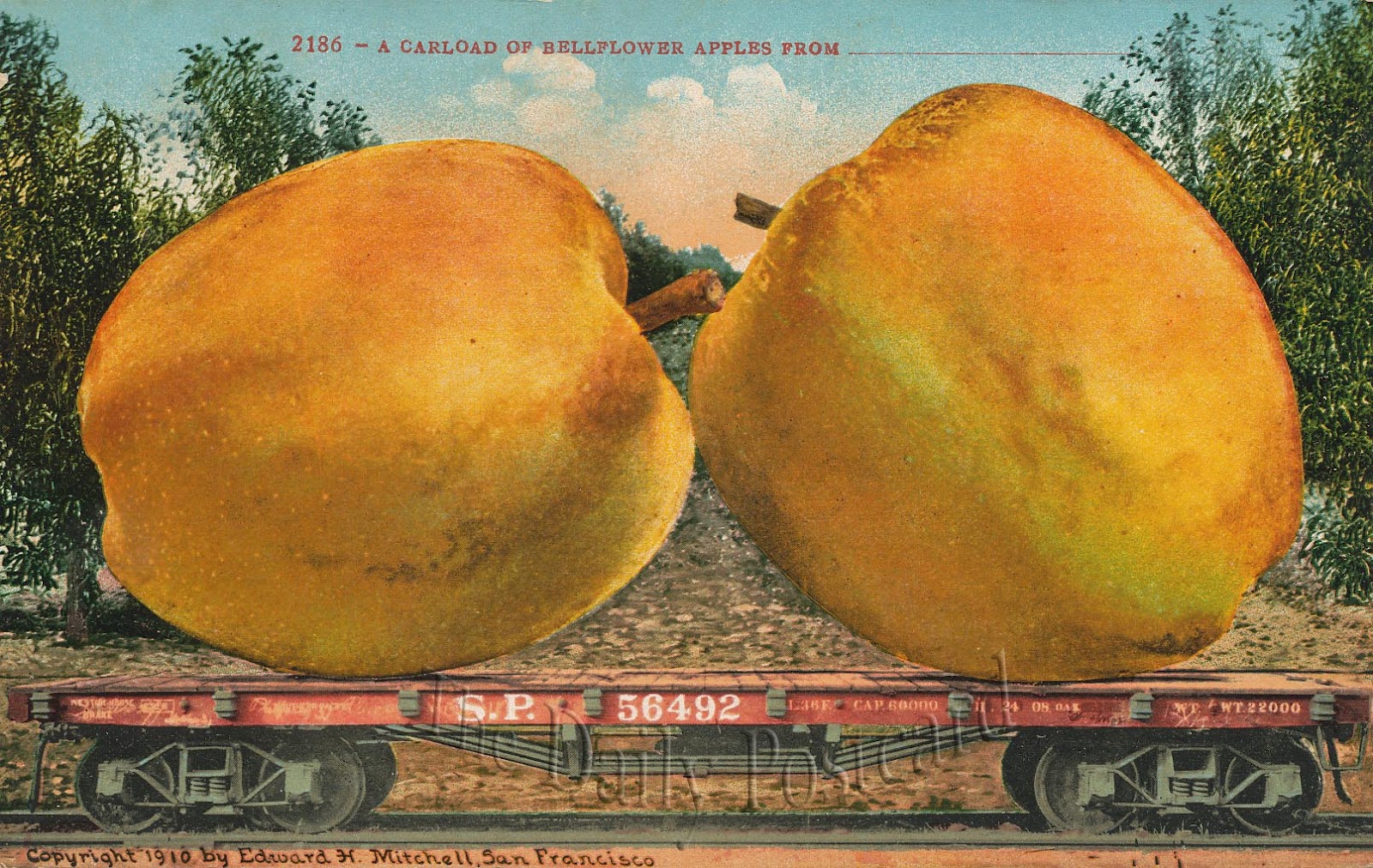 The Daily Postcard: Bellflower Apples