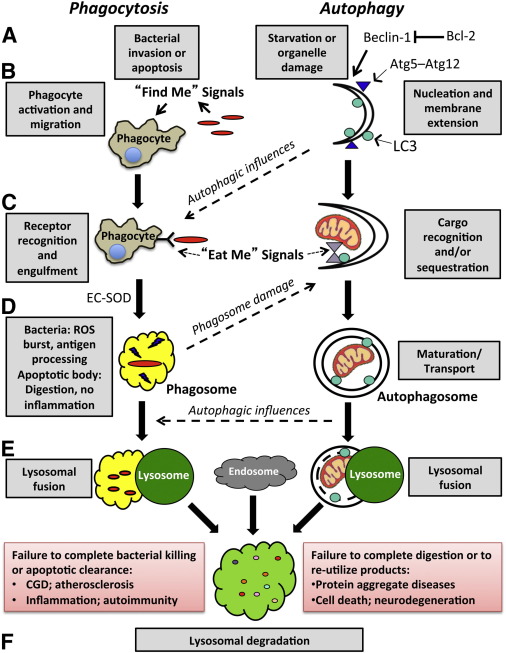 Mitochondria participates actively in Phagocytosis.