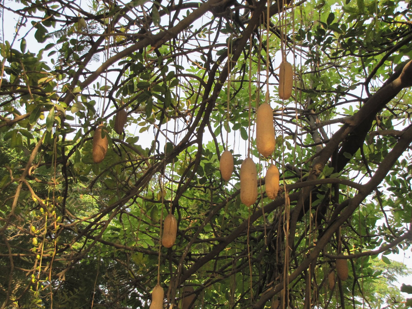 Hallucinations!: Tree Mania