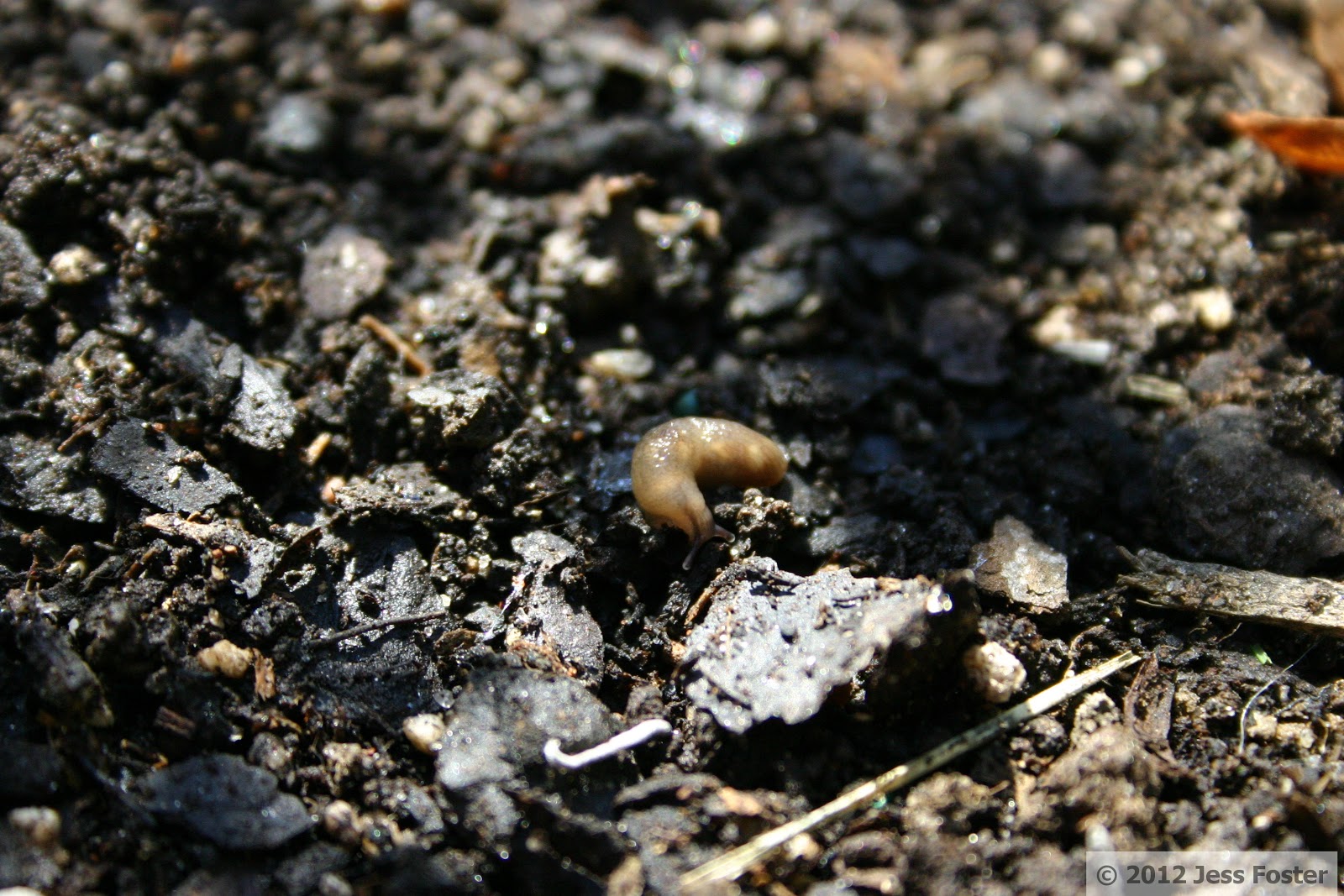 Sluggin' Along: Marsh Slug: Color Variant