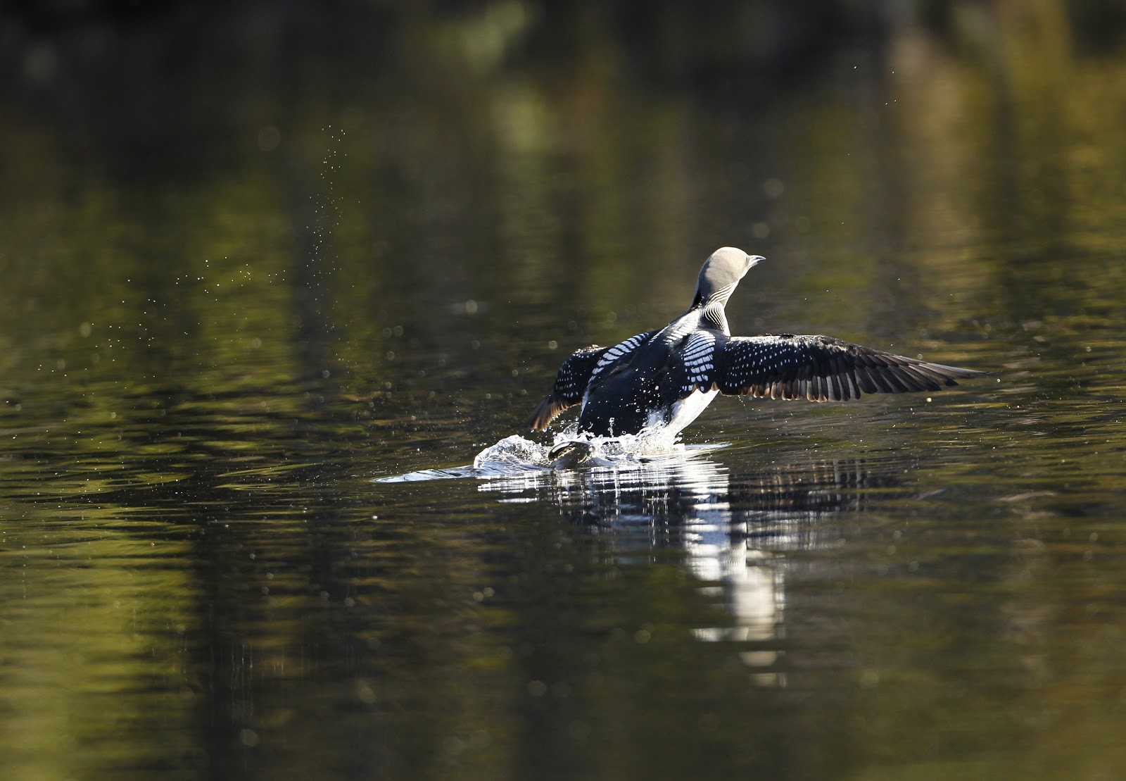 Swimming to Flying duck Motion | Duck Trying to Fly in The River ...