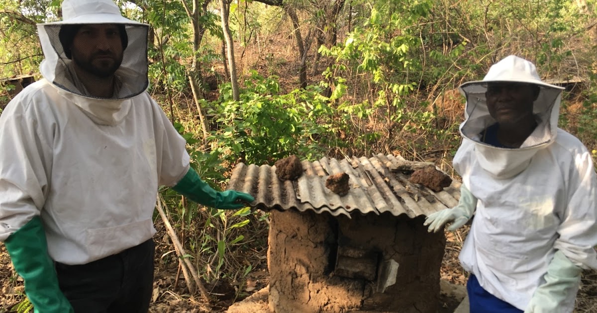 Apitherapy News: Research on Apitherapy in Africa