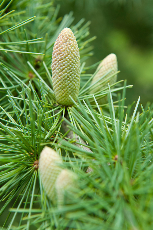 Trees Planet: Cedrus deodara – Deodar Cedar