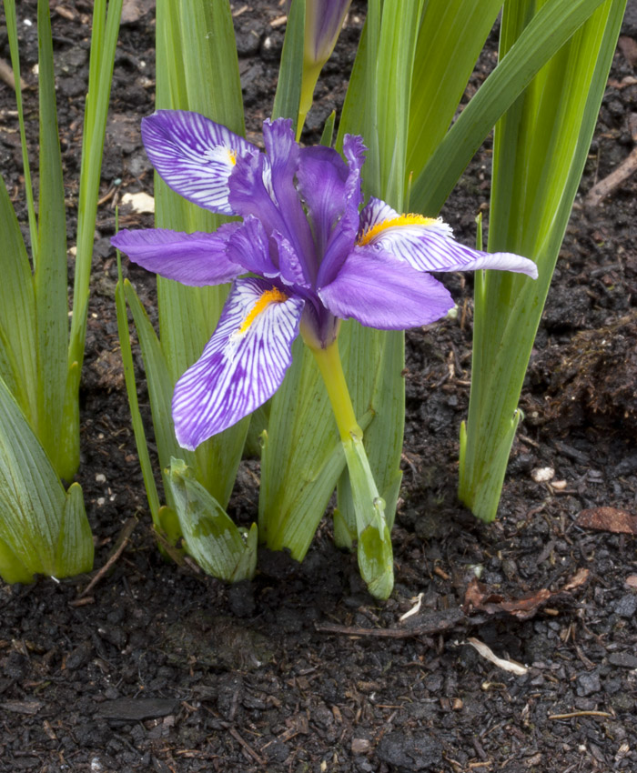 World of Irises: August 2013