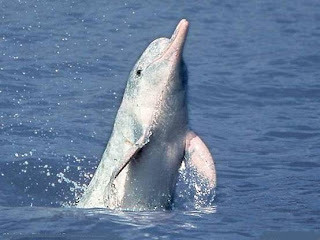 The Amazing River Dolphin: The Extinction of Baiji
