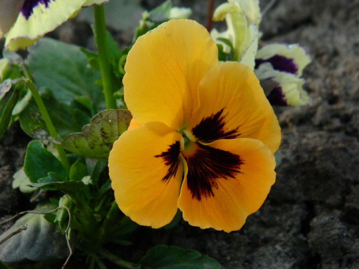 LA MULTI ANI, ROMANIA!: Curcubeul florilor. Flori portocalii