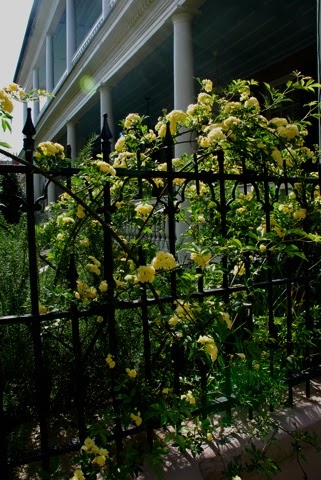 Children of the Corm: A Charleston Garden Blog: 10 Shade Tolerant Roses