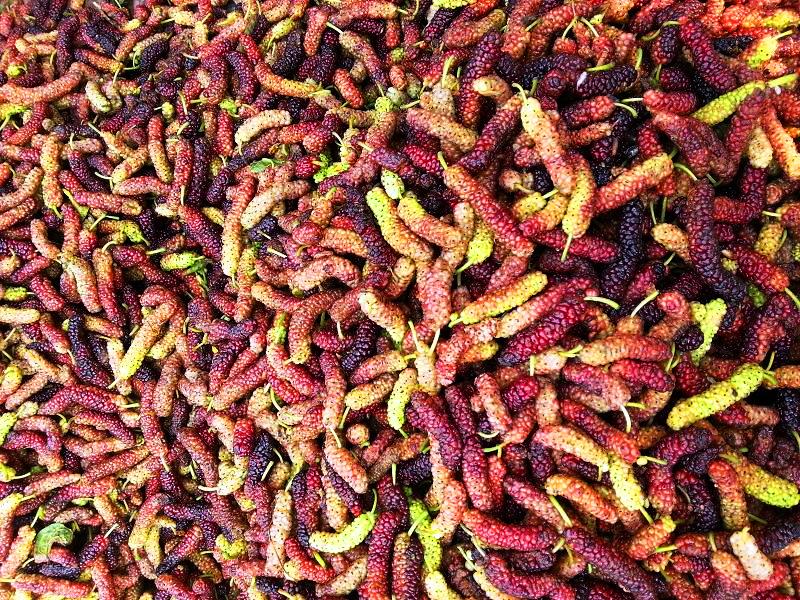 Delhi Magic: Finding mulberries (shahtoot) in Delhi