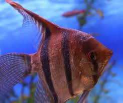 Velvet - Diseases of fish ponds