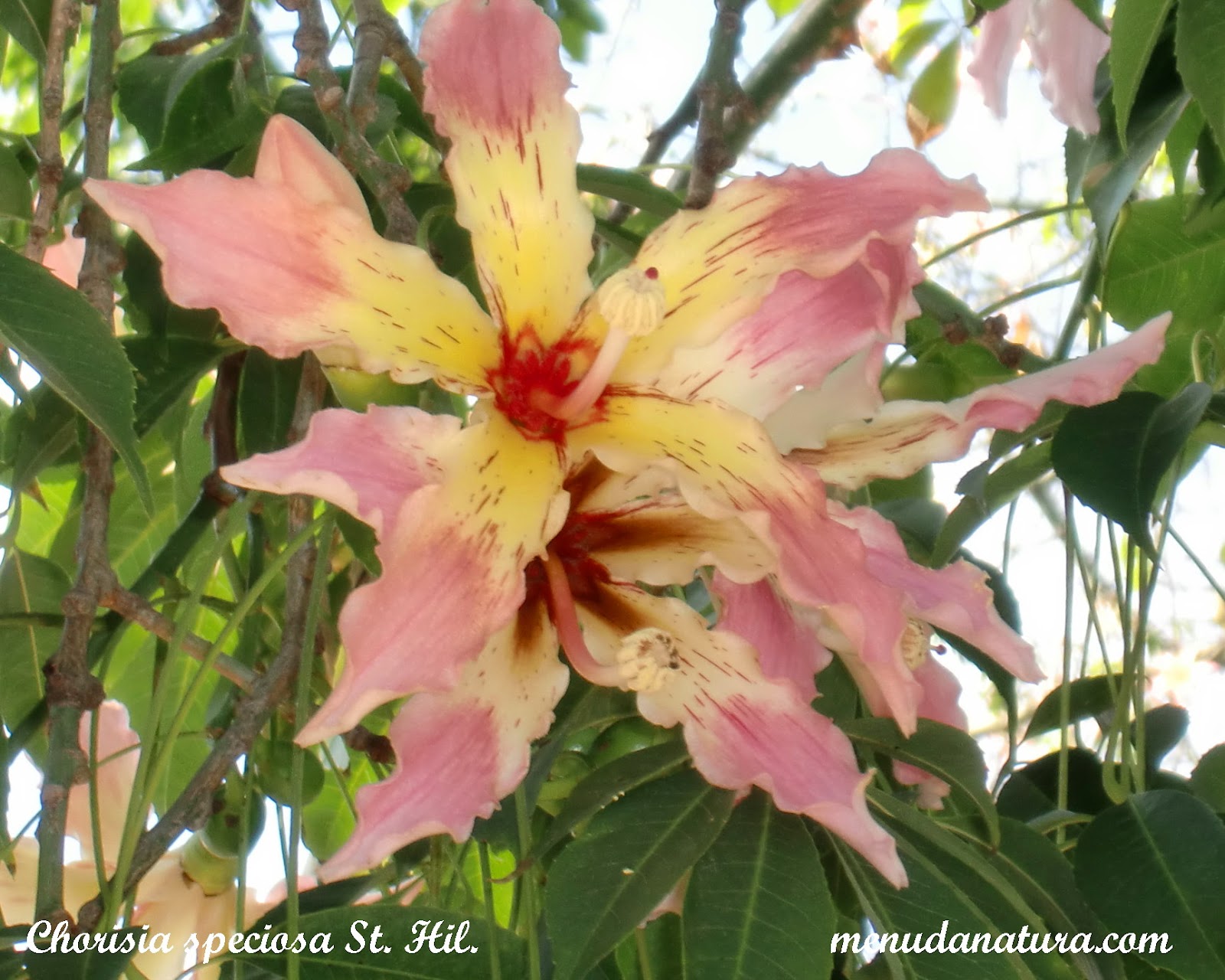 El Jardí de Menuda Natura: Corísia, Árbol botella, Árbol de la lana ...