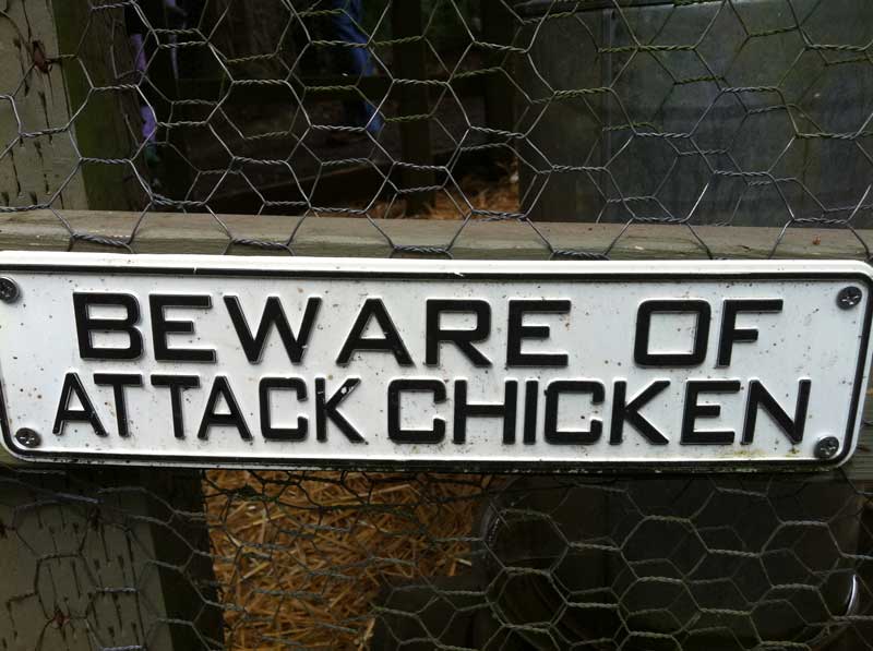 Nothing To Do With Arbroath: Police doubt aggressive chicken attacked woman