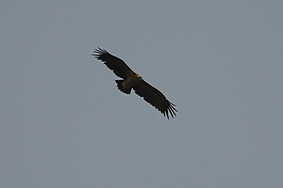 Birds of Saudi Arabia: Plenty of Eagles at Sabkhat Al Fasl