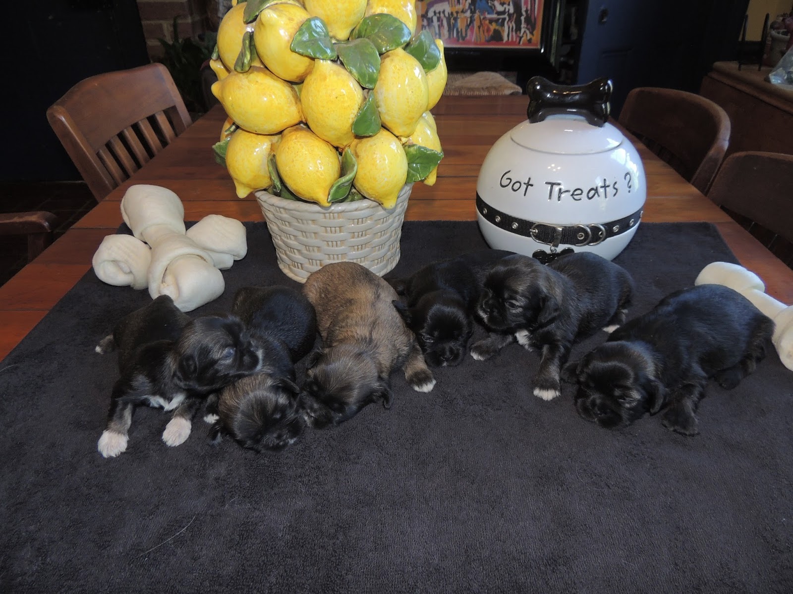 Santa Rosa Shih Tzu Puppy: FRIDAY WAS DAY 15 FOR SANTA ROSA SHIH TZU ...