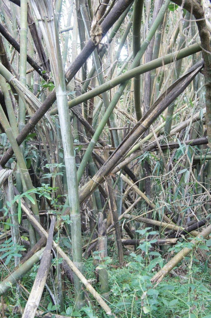 OUR PHILIPPINE TREES: A Bamboo with Flowers!