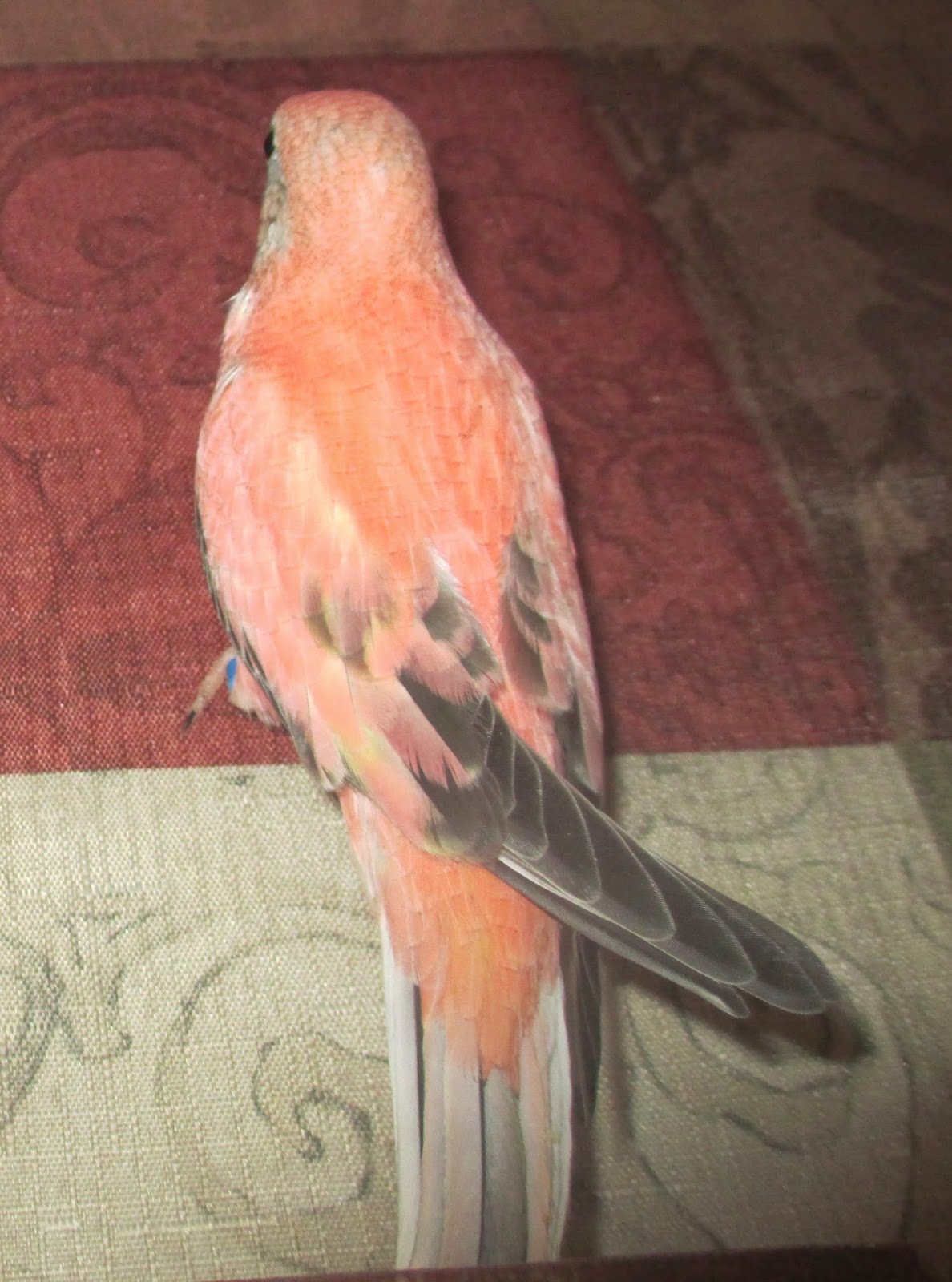 The Splendid Bourke Bird Blog: Bourke Parakeets For Sale: Babies, Hand ...