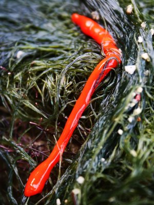 Katy J Negus. BA Hons. CG Arts & Animation: Sea Monster Research