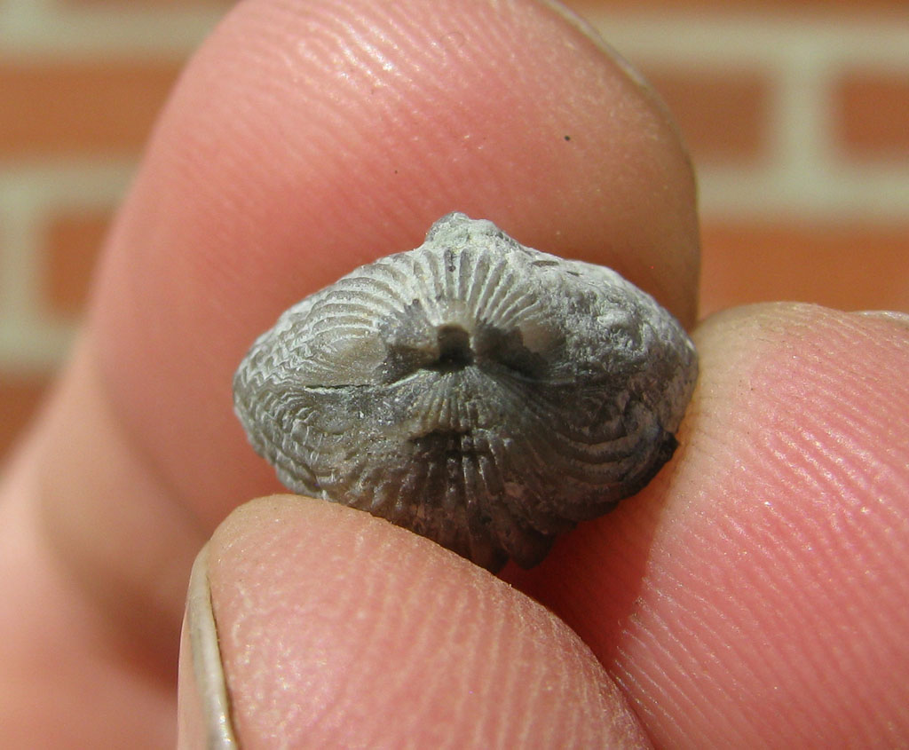 Views of the Mahantango: Machaeraria formosa brachiopod from the ...