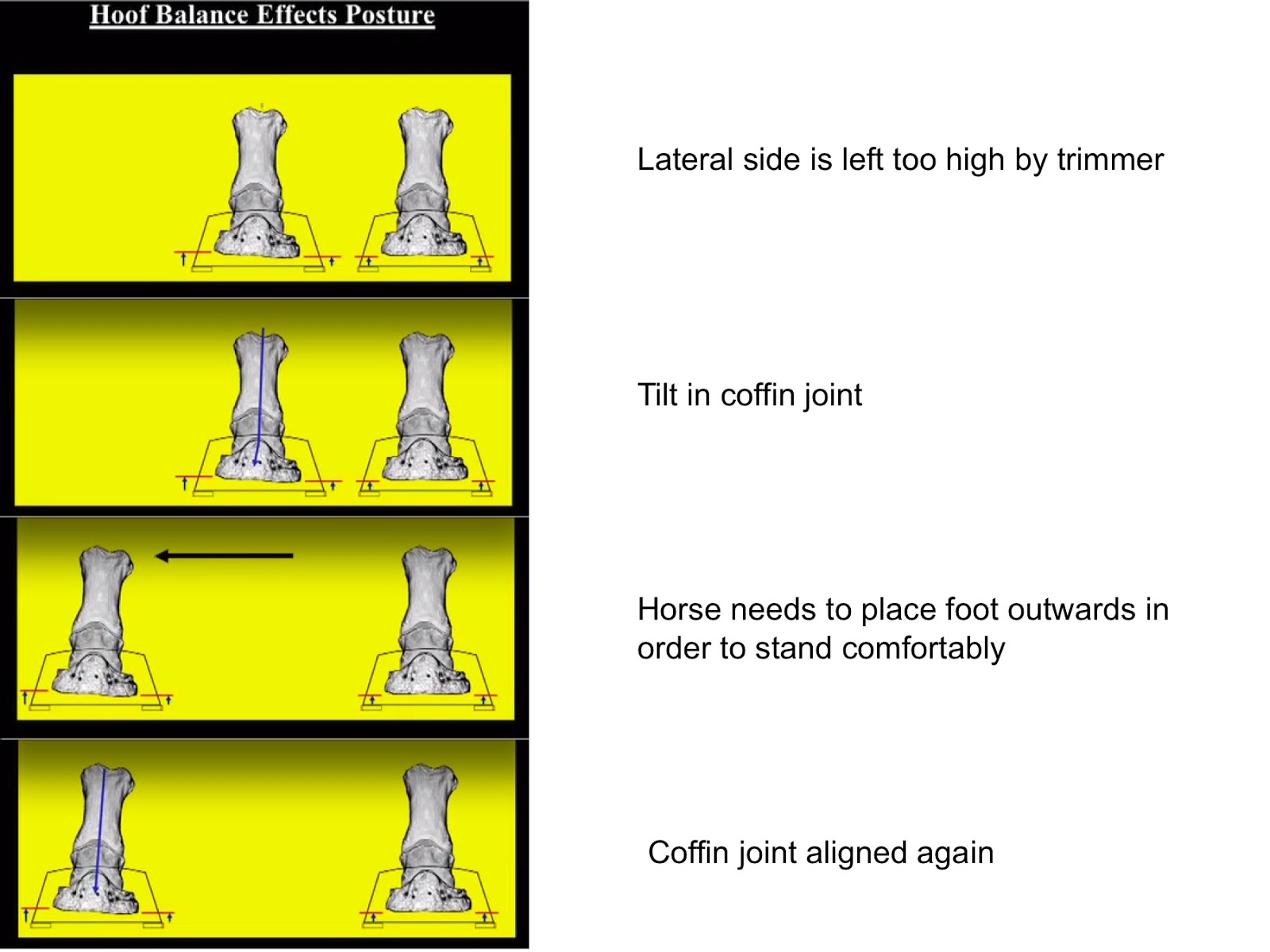 Horse Hoof Medial/Lateral Balance at Rafael Gilliam blog