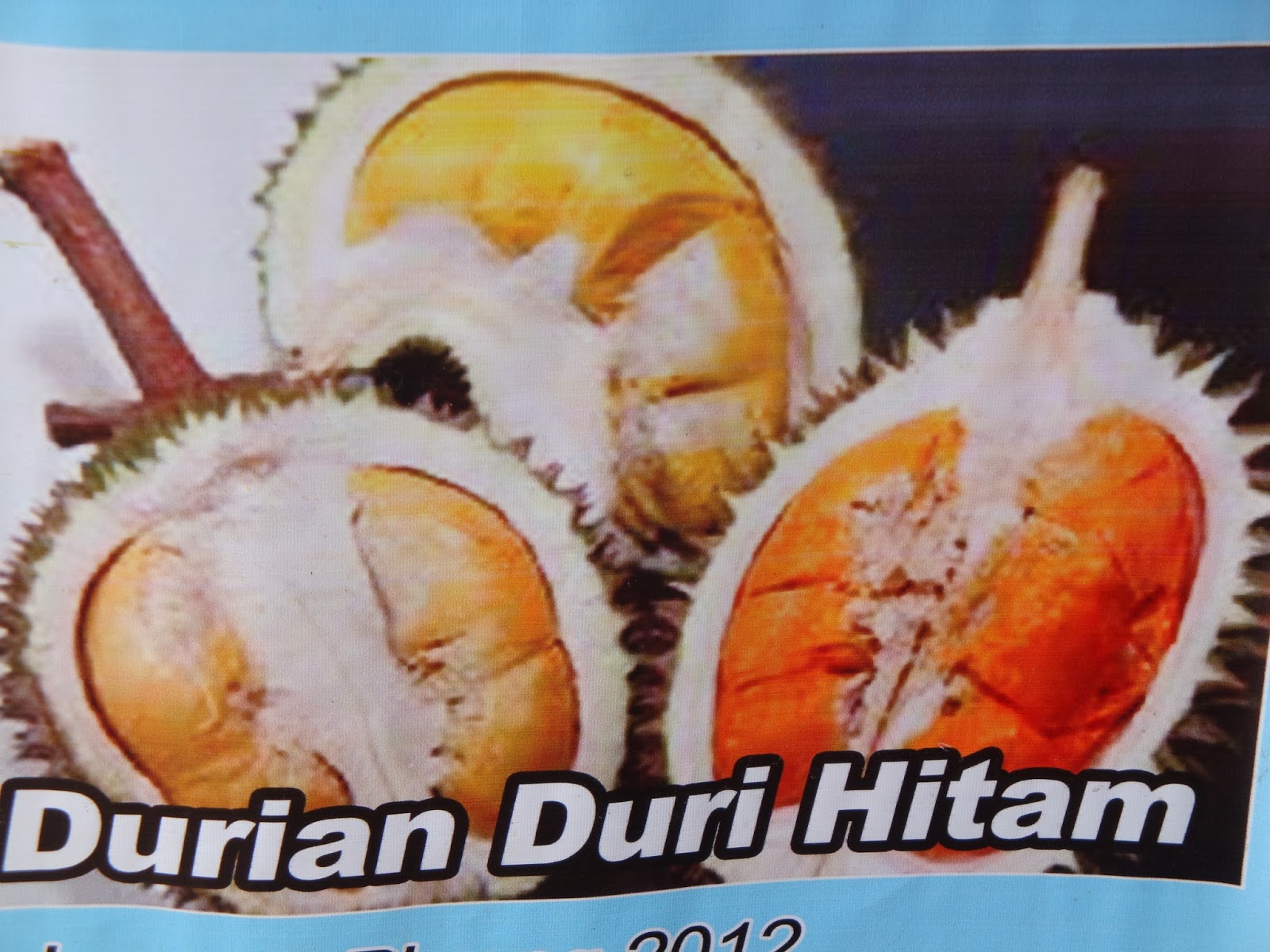 MY MALAYSIA PHOTOS: Durian (Musang King, Raja Kunyit, Mas Muar, Duri Hitam)