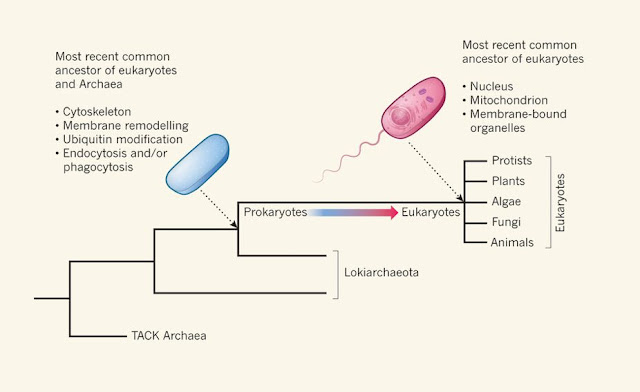Biological-Freak: 最接近真核細胞之原核細胞—洛基古菌(Lokiarchaeota) 10-28-2018