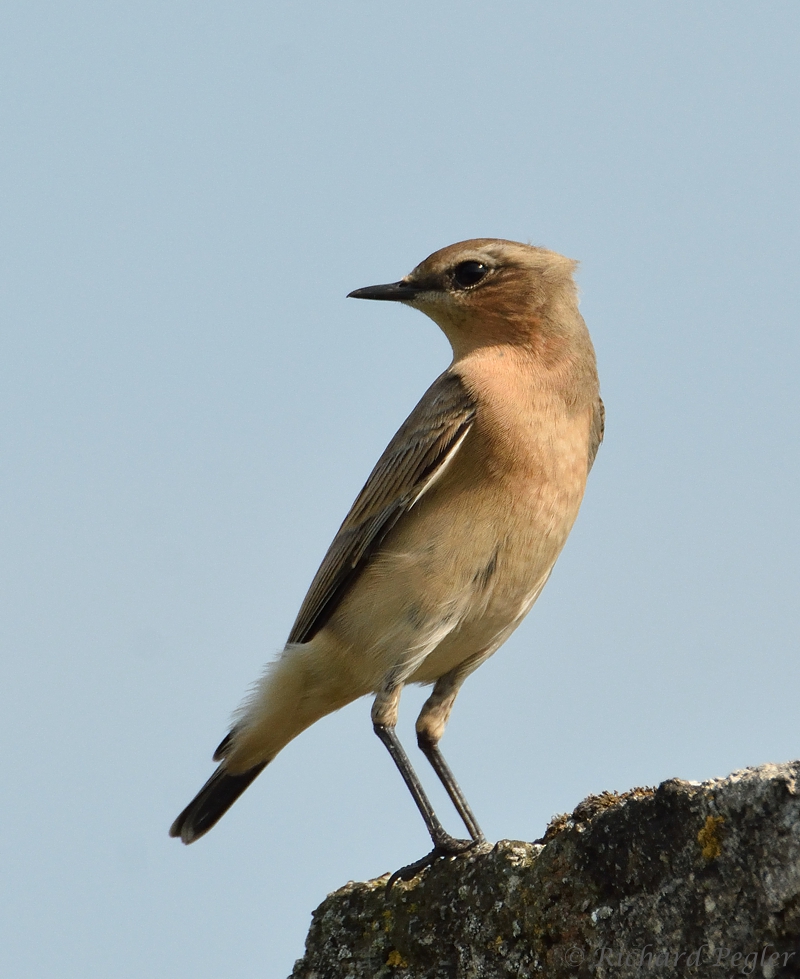 Richard Pegler's 'Other Birds' Gallery
