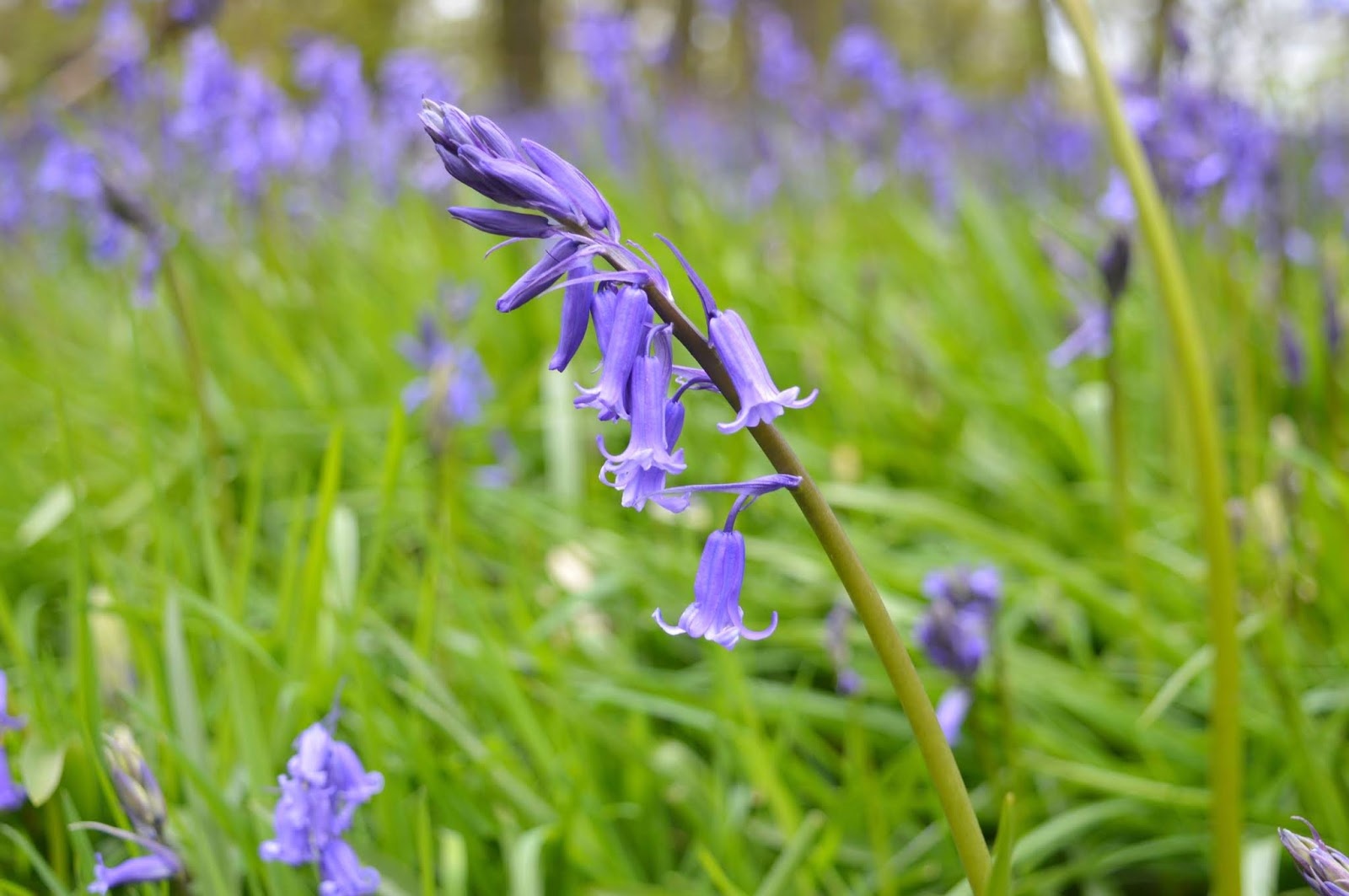 North East Flowers in Bloom - A Seasonal Trail | New Girl in Toon