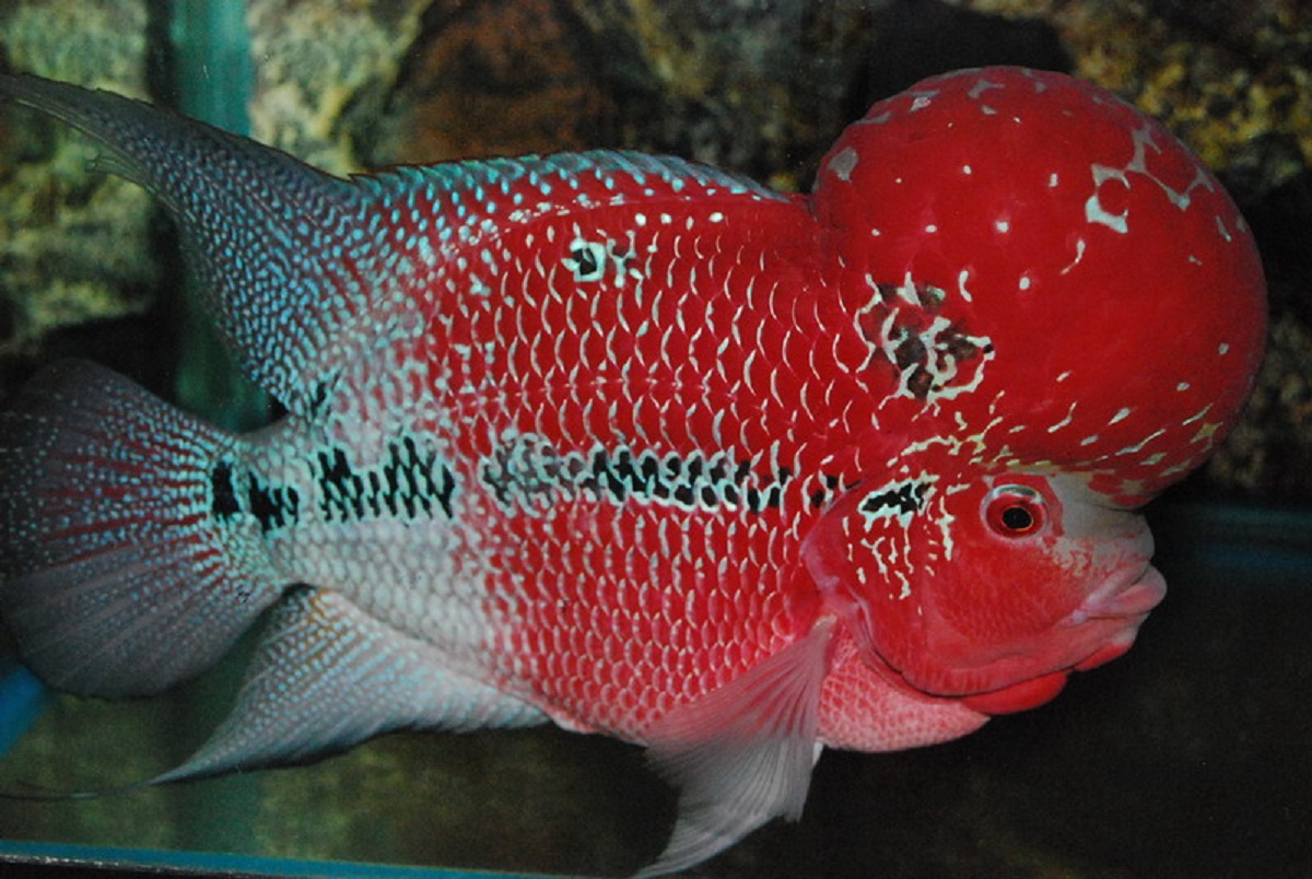 Freshwater fish & tanks: Flowerhorn